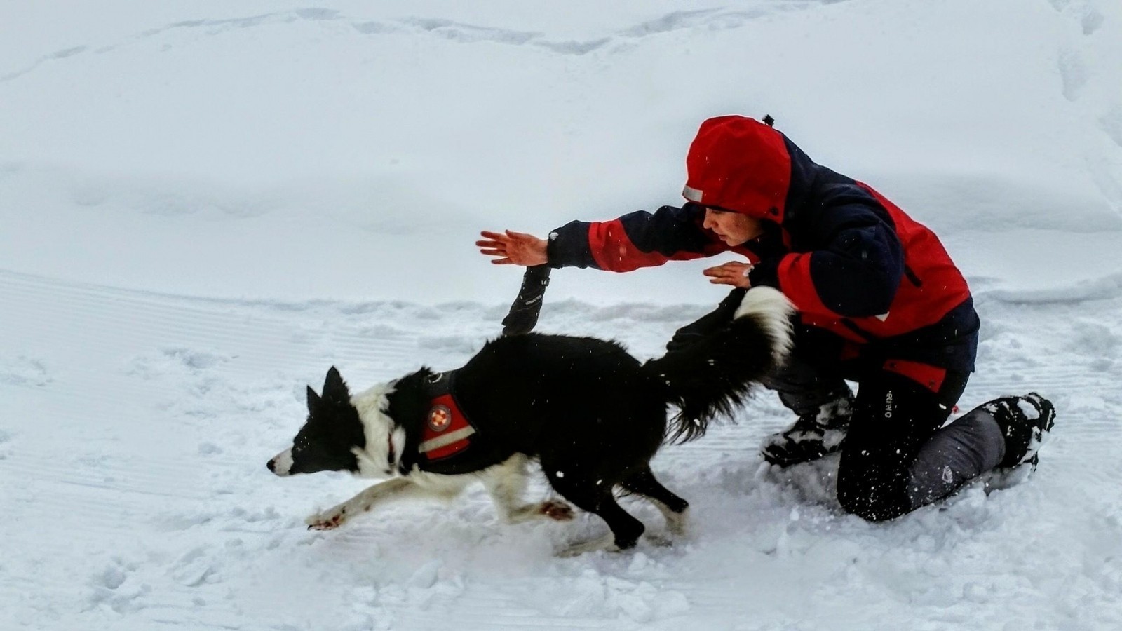 dream-team_dog-training_28 - Dreamteam.dogs